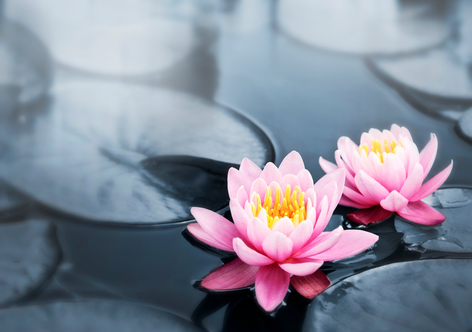 Lotus: The Sacred Flower Of Hinduism And Its Profound Spiritual ...