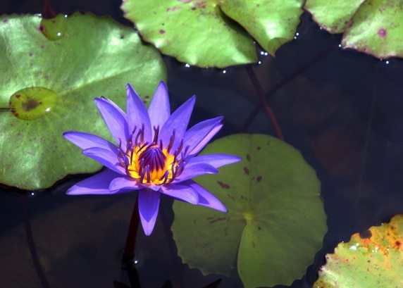 Lotus: The Sacred Flower Of Hinduism And Its Profound Spiritual ...